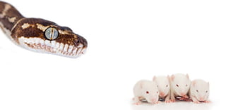 Shannon Plummer Folio I | PPT