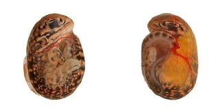 Shannon Plummer Folio I | PPT