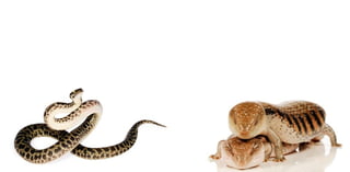 Shannon Plummer Folio I | PPT