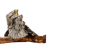 Shannon Plummer Folio I | PPT