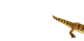 Shannon Plummer Folio I | PPT