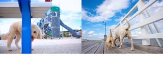 Shannon Plummer Folio II | PDF