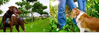 Shannon Plummer Folio II | PDF