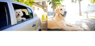 Shannon Plummer Folio II | PDF