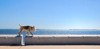 Shannon Plummer Folio II | PDF