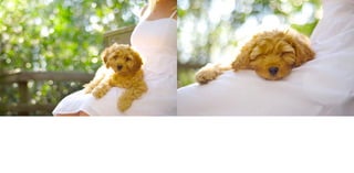 Shannon Plummer Folio II | PDF