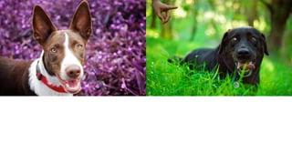 Shannon Plummer Folio II | PDF