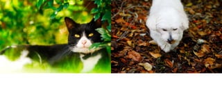 Shannon Plummer Folio II | PDF