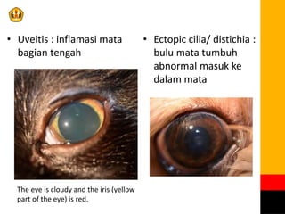 SPT - PATSIS MATA DAN TELINGA.pptx