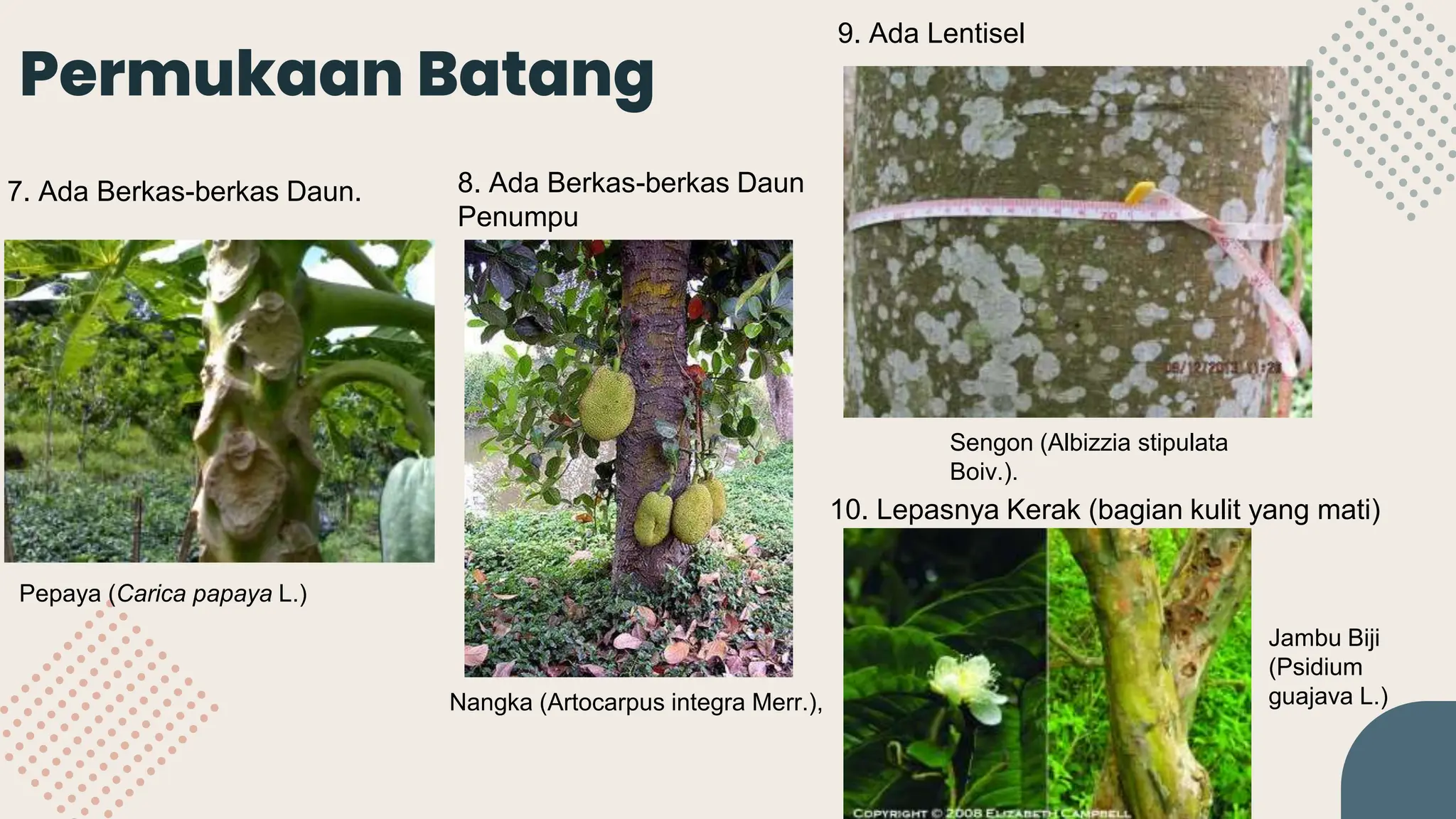 Struktur dan Perkembangan Batang Tumbuhan.pptx