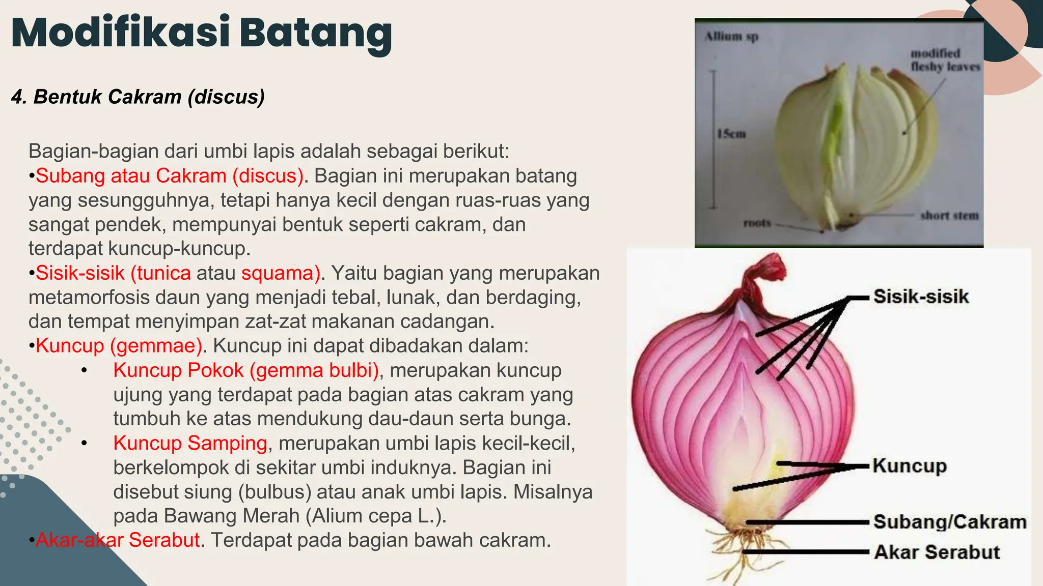 Struktur dan Perkembangan Batang Tumbuhan.pptx