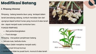 Struktur dan Perkembangan Batang Tumbuhan.pptx