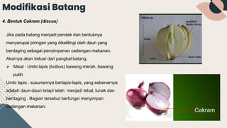 Struktur dan Perkembangan Batang Tumbuhan.pptx