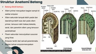 Struktur dan Perkembangan Batang Tumbuhan.pptx