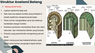 Struktur dan Perkembangan Batang Tumbuhan.pptx