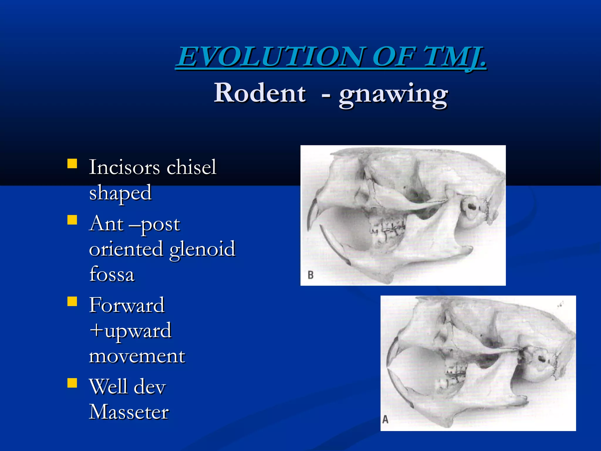 temporomandibular joint-development and anatomy | PPT