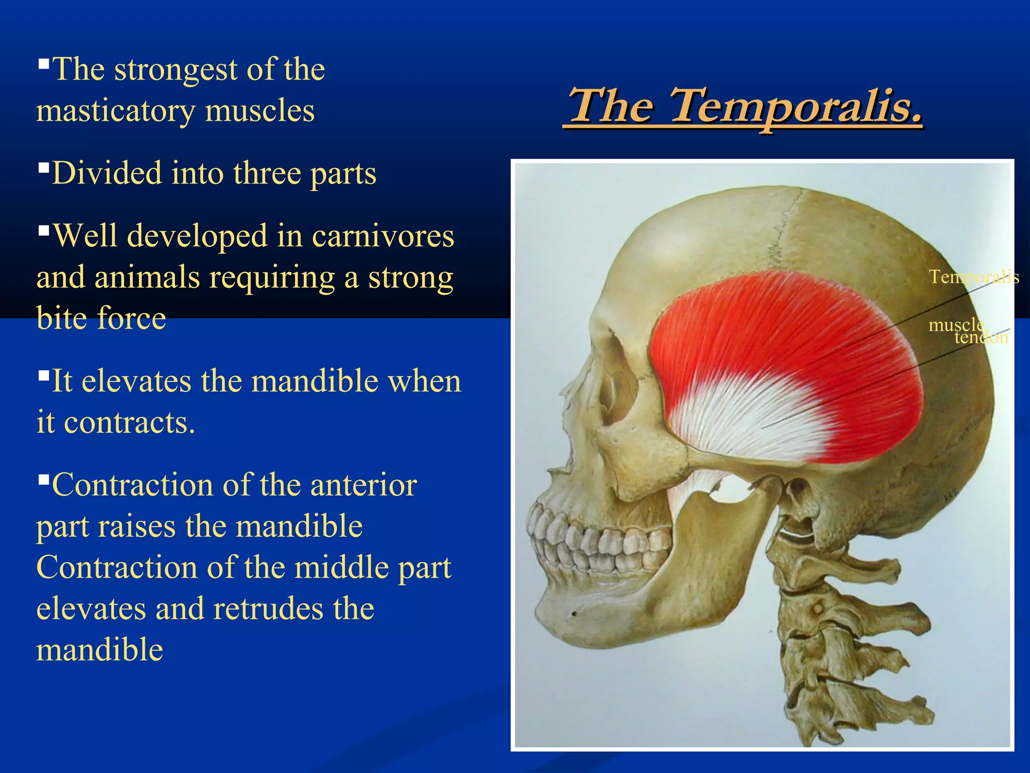 temporomandibular joint-development and anatomy | PPT