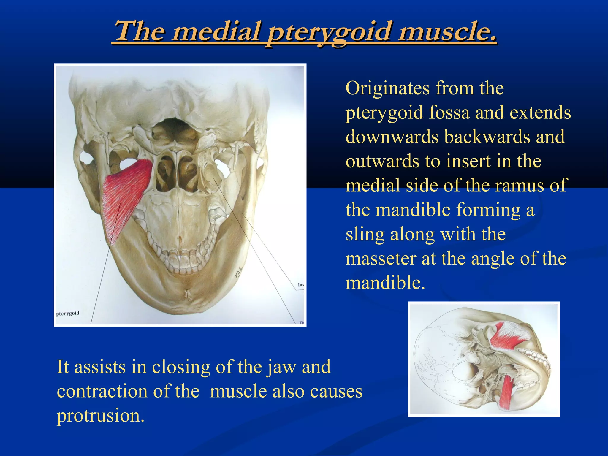 temporomandibular joint-development and anatomy | PPT