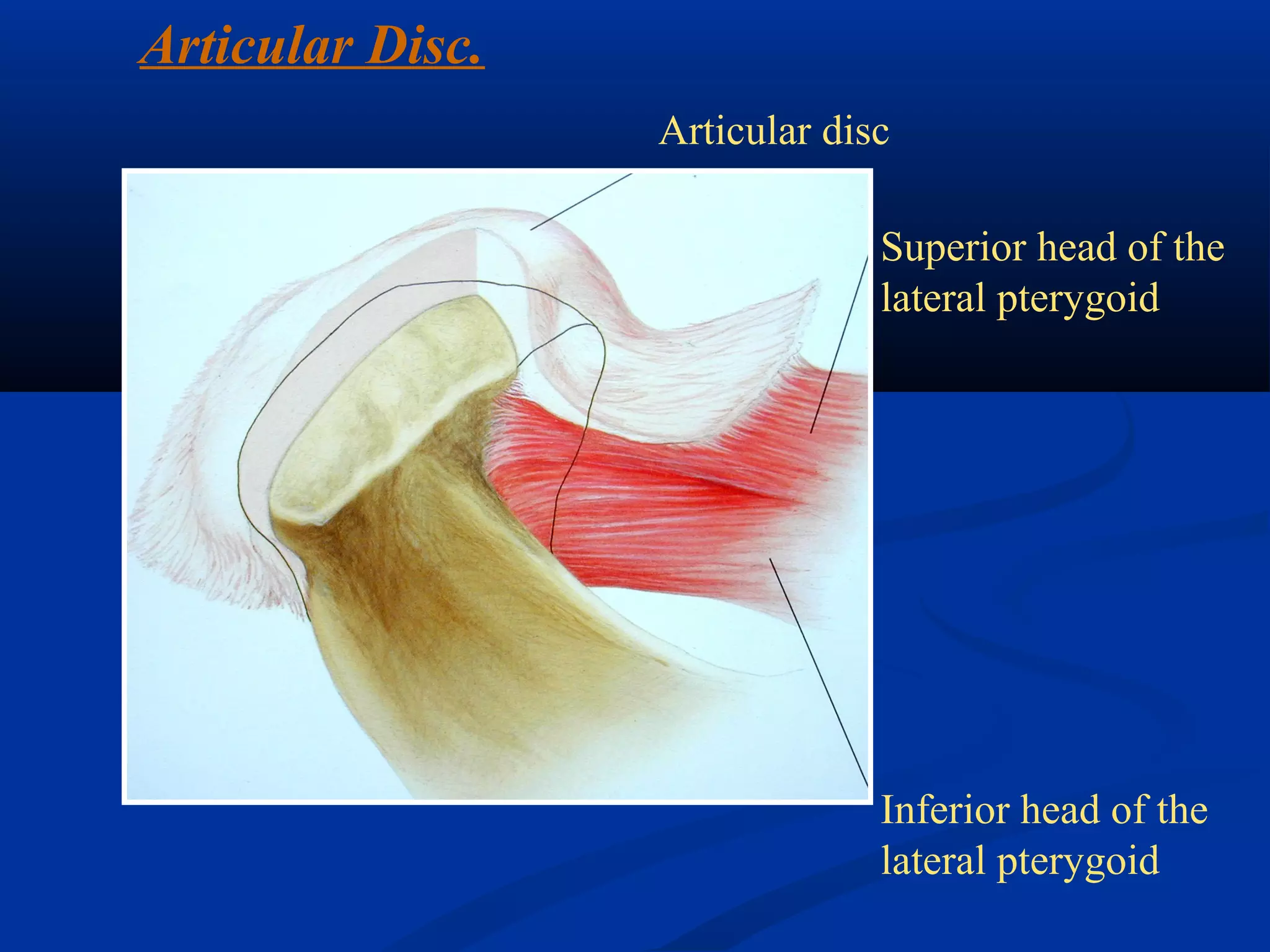 temporomandibular joint-development and anatomy | PPT