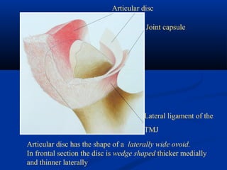 temporomandibular joint-development and anatomy | PPT