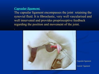 temporomandibular joint-development and anatomy | PPT