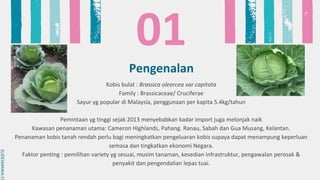 PENGURUSAN PENANAMAN KOBIS | PDF