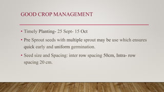 Seed plot technique.pptx