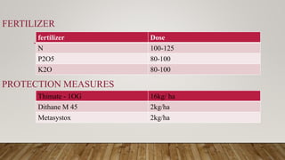 Seed plot technique.pptx | Agriculture | Industries