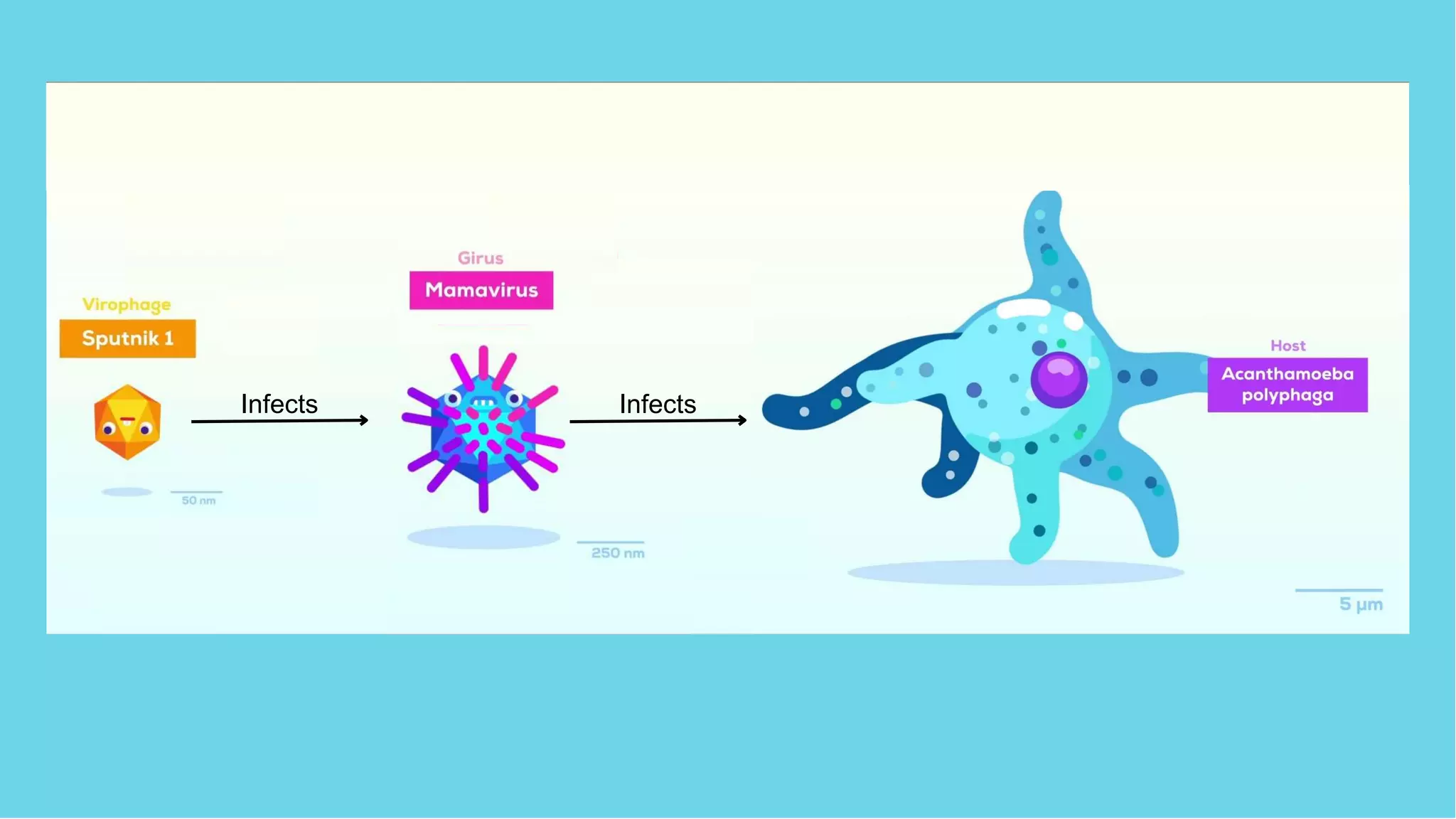 sputnik life cycle.pptx