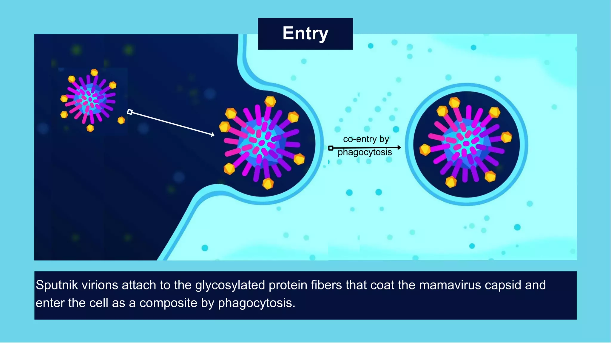 sputnik life cycle.pptx