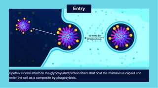 sputnik life cycle.pptx