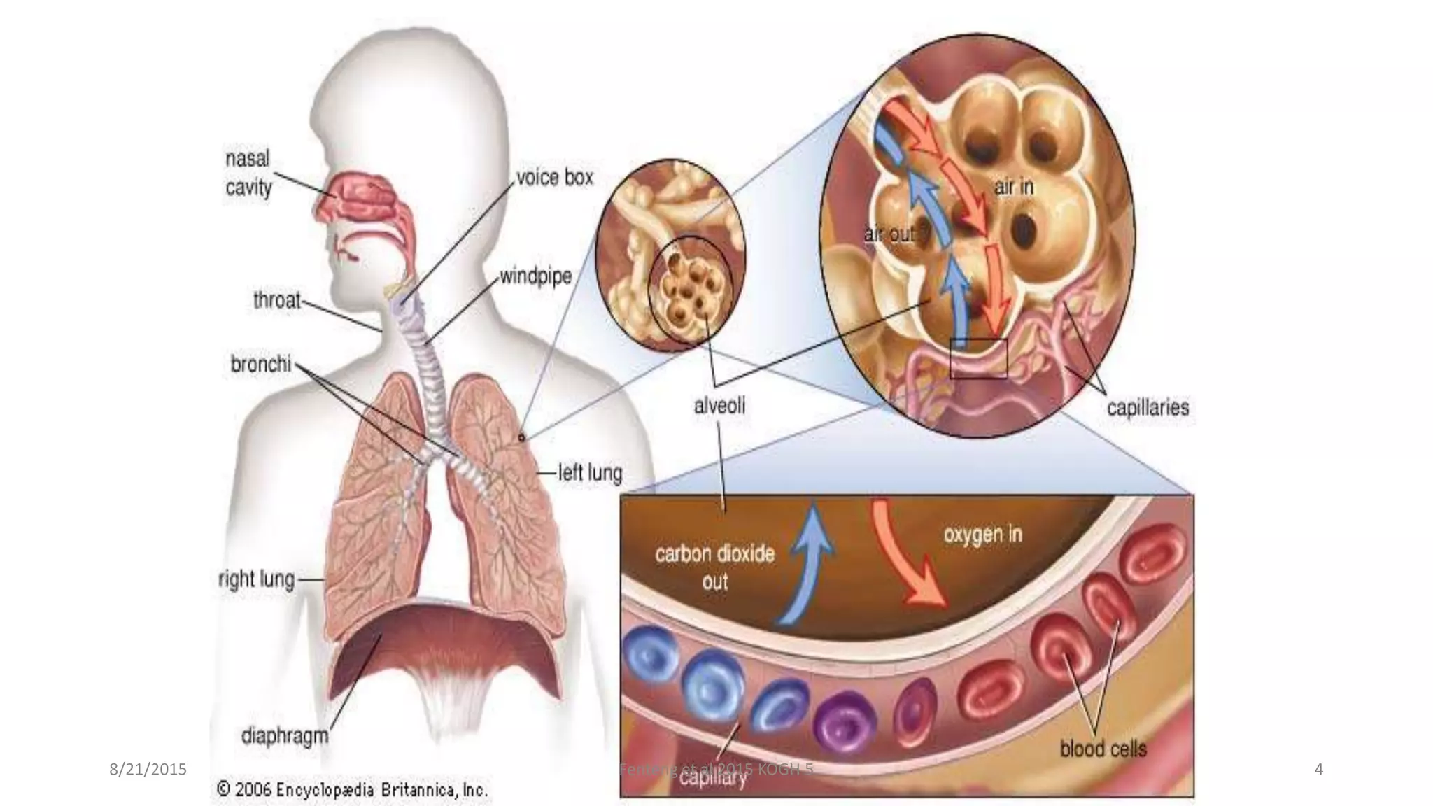 Sputum Examination and Analysis | PPTX