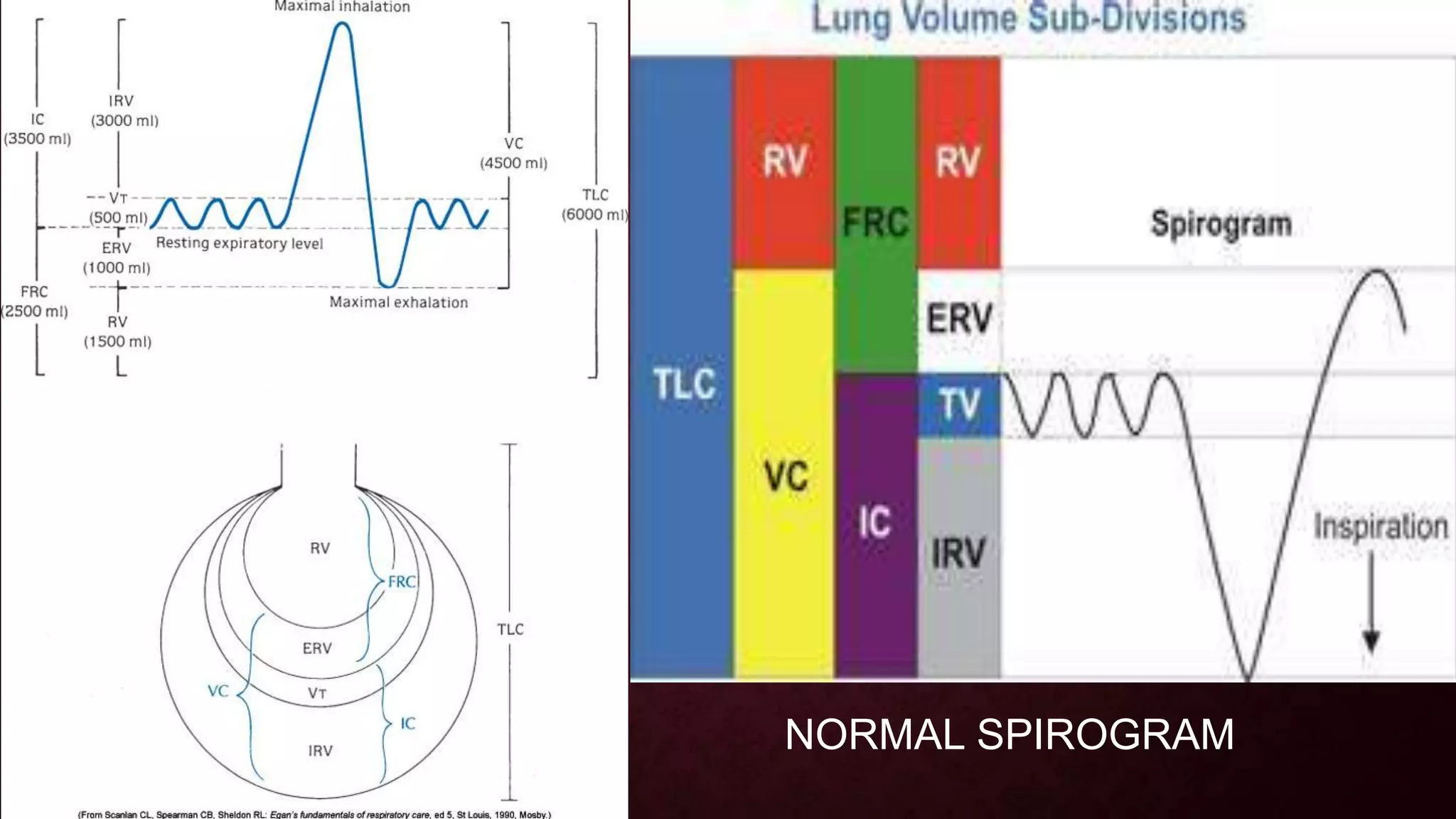 Sputum, chest x rays & spirometry | PPTX