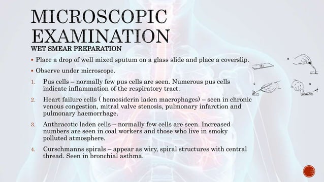 SPHYSICAL, AND MICROSCOPIC EXAMINATION OF SPUTUM | PPTX | Lung and ...