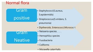 Normal Flora In Sputum