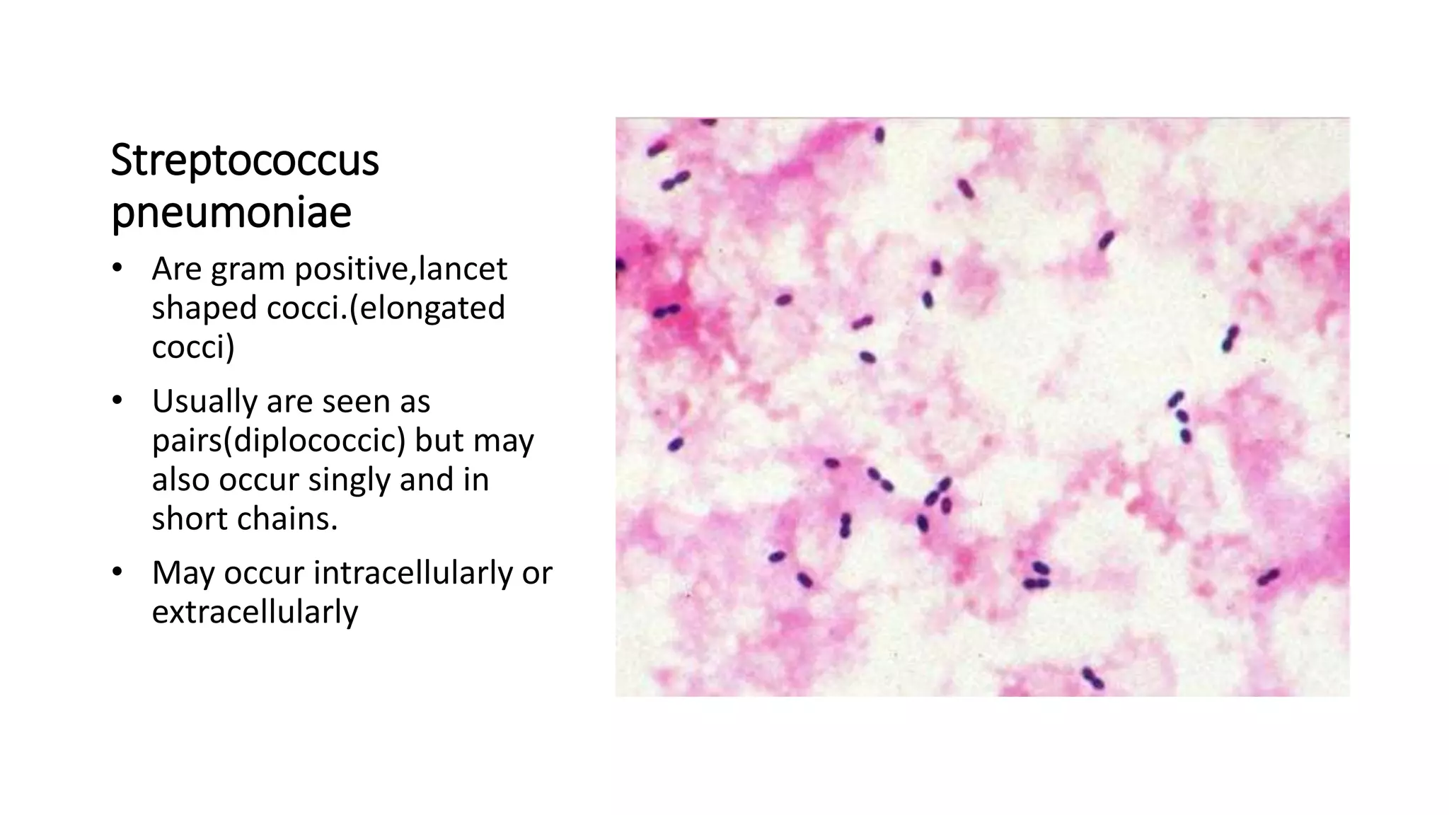SPUTUM GRAM STAIN.pptx