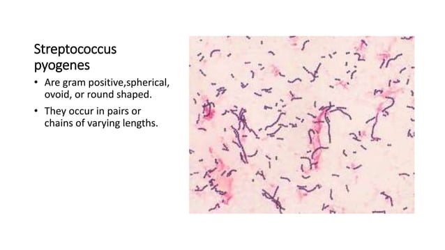 SPUTUM GRAM STAIN.pptx