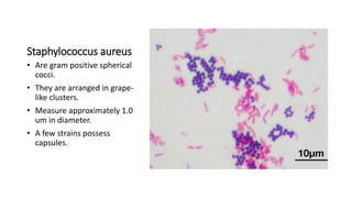 SPUTUM GRAM STAIN.pptx