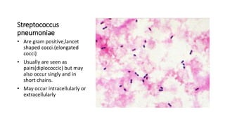 SPUTUM GRAM STAIN.pptx