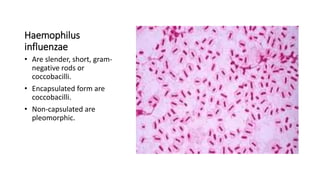 Gram Negative Diplococci In Sputum