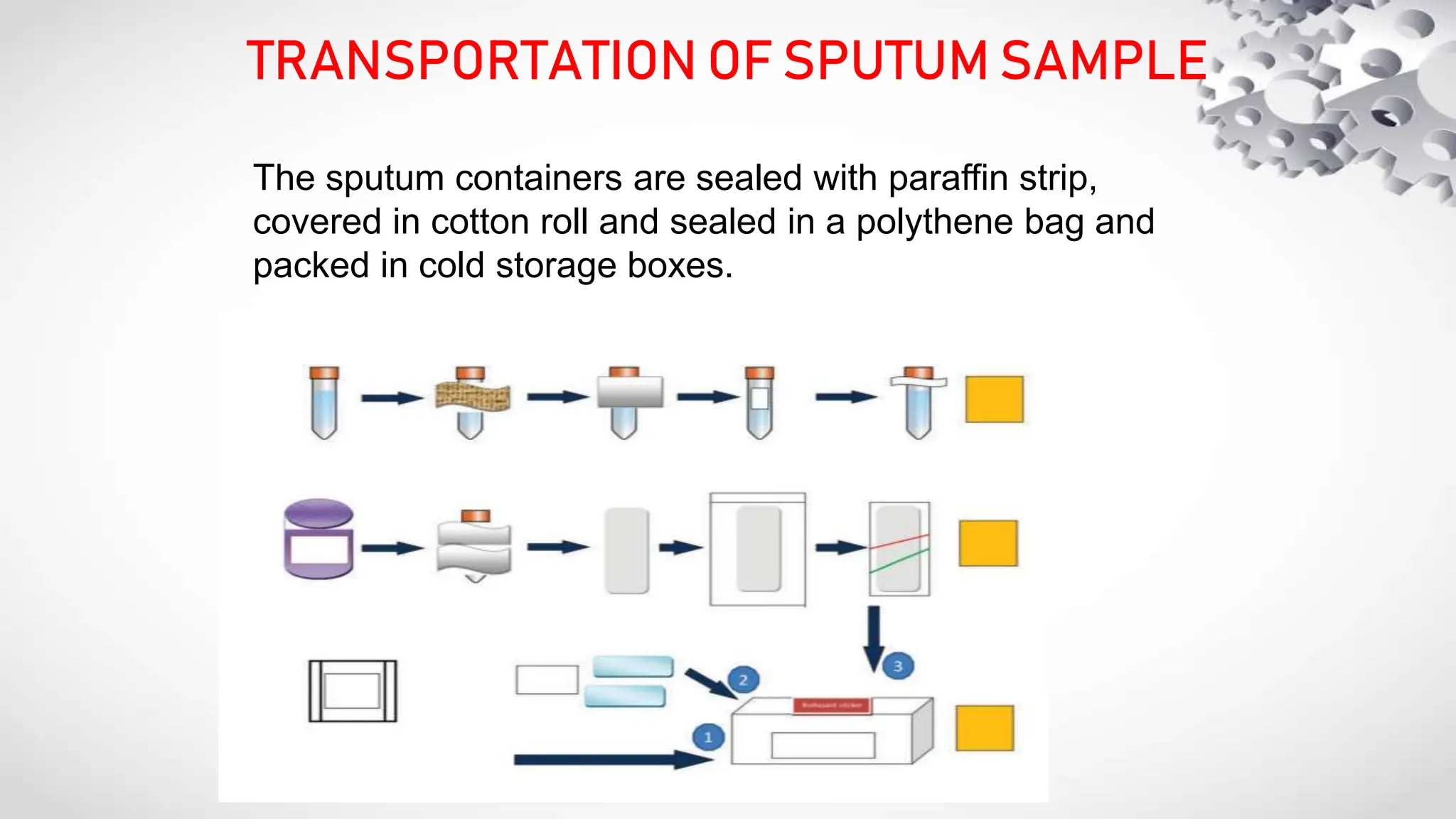SPUTUM culture IN Tuberculosis acid fast bacilli.pptx