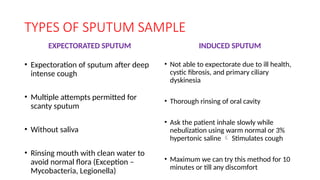 SPUTUM CULTURE PROCESSING AND REPORTING.pptx