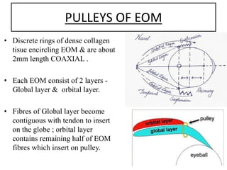 Extra ocu.movement by pushkar dhir | PPT