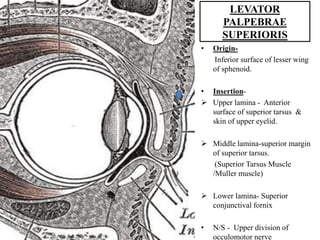 Extra ocu.movement by pushkar dhir | PPT