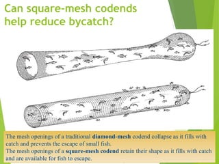 Square codend mesh | PPT | Fishing Sports | Sports