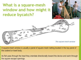 Square codend mesh | PPT