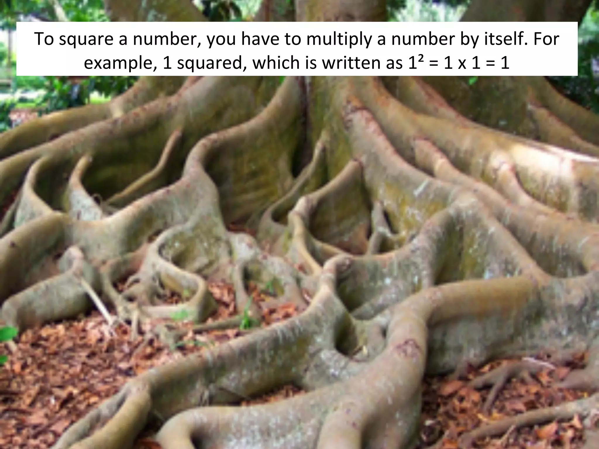 Square Numbers & Square Roots of Numbers | PPT