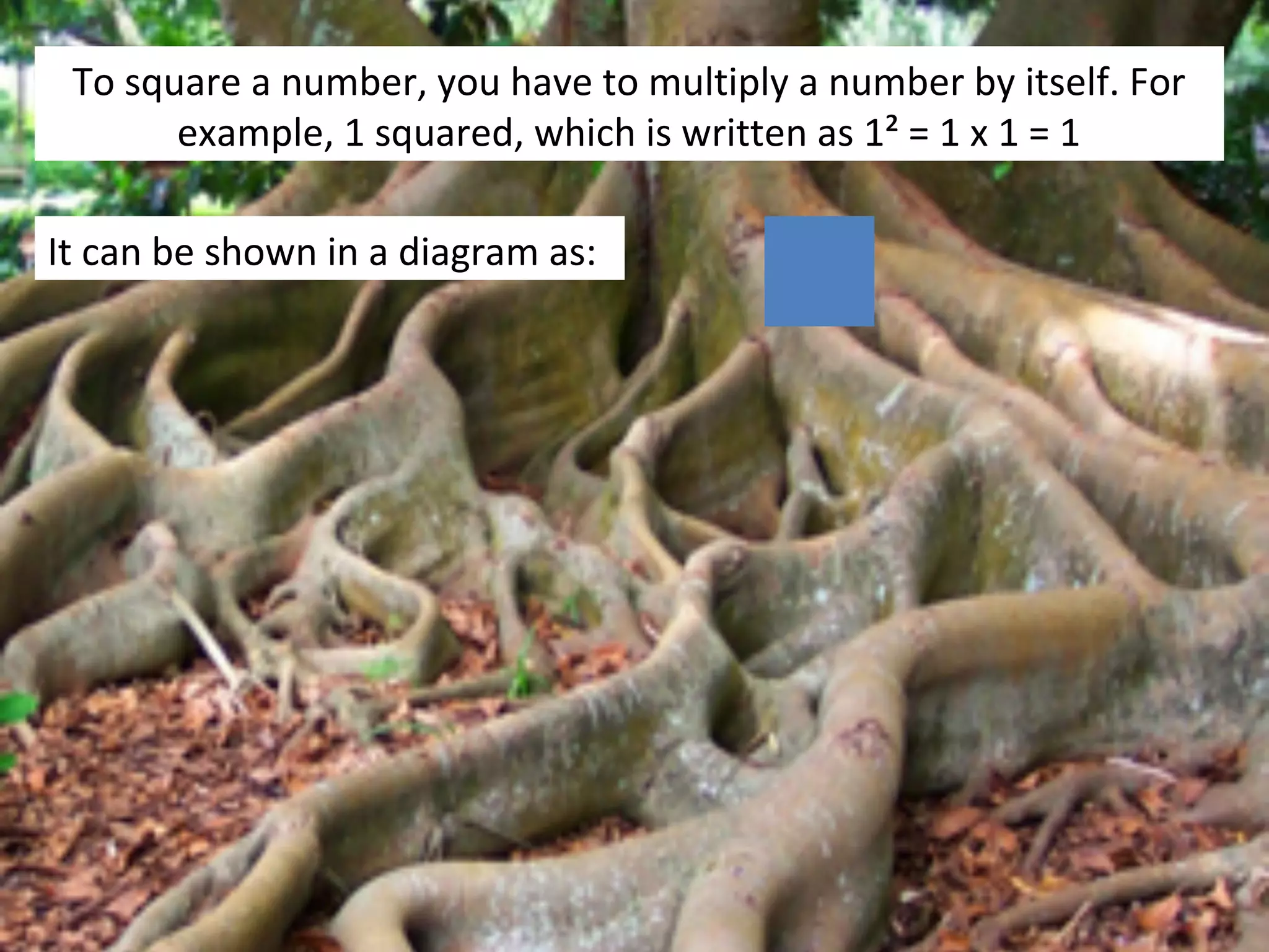 Square Numbers & Square Roots of Numbers | PPT