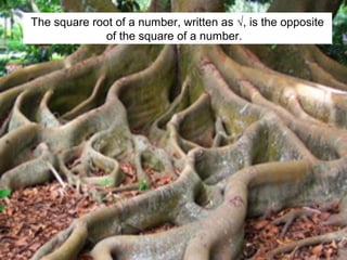 Square Numbers & Square Roots of Numbers | PPT