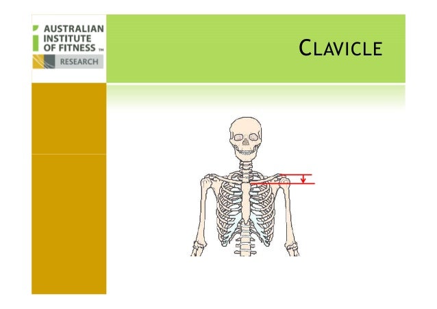 Square shoulders strong arms